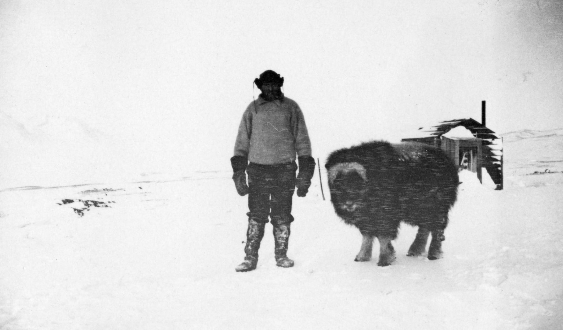 Moskus frå Grønland – Ishavsmuseet Aarvak