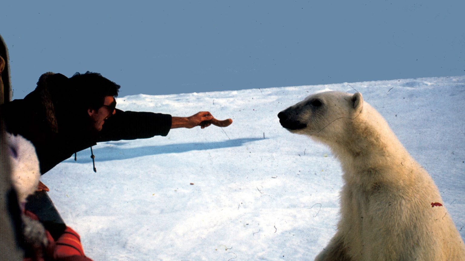 Facts about polar bears – Ishavsmuseet Aarvak