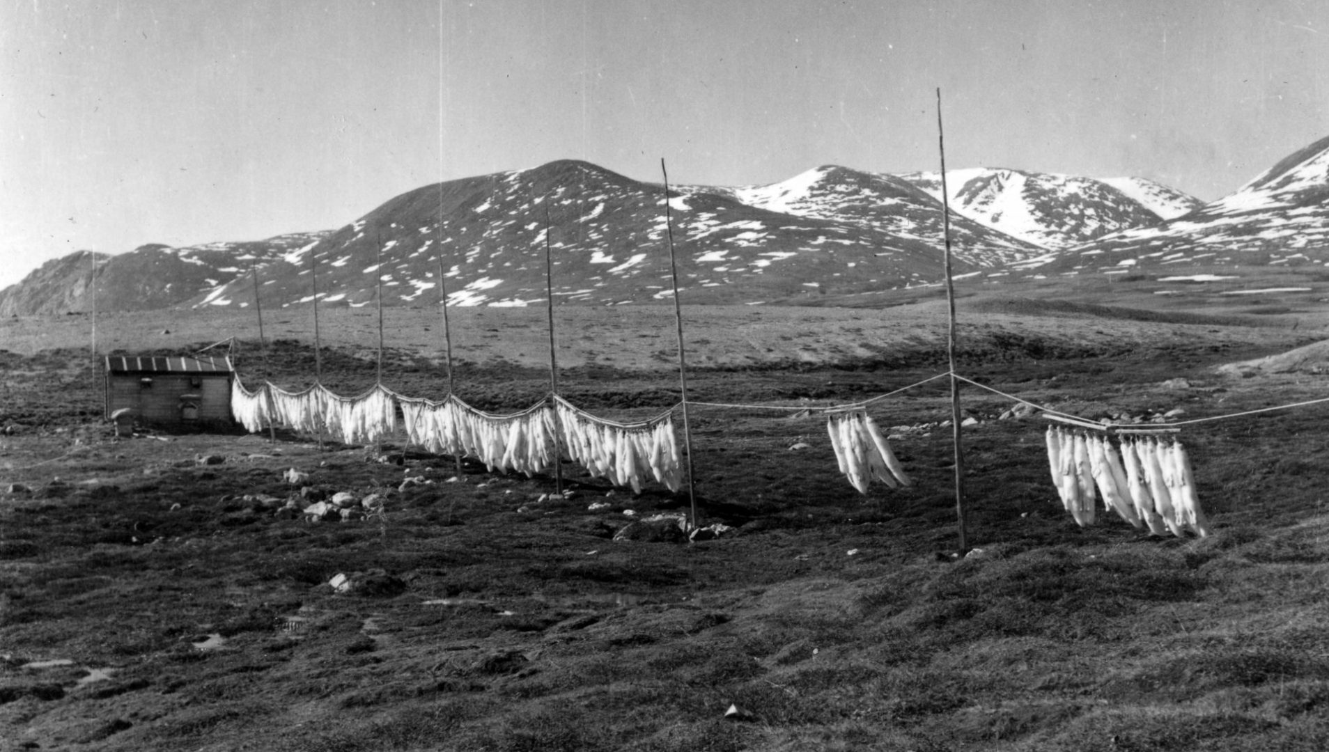 Nordaust-Grønland - Eirik Raudes Land – Ishavsmuseet Aarvak